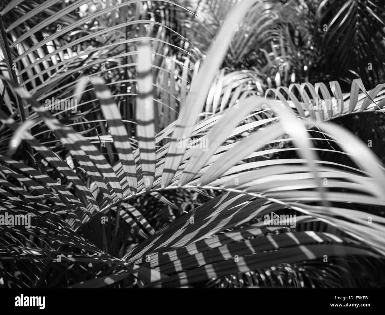 Light leaves pattern hi-res stock photography and images - Alamy