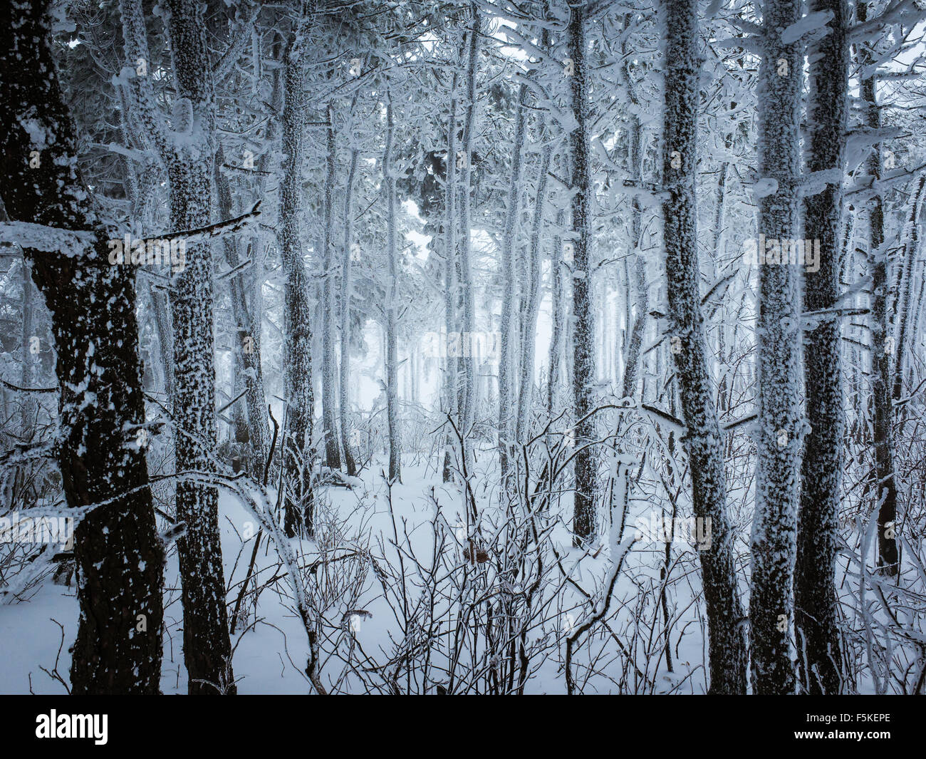Trees hanging frost Stock Photo - Alamy