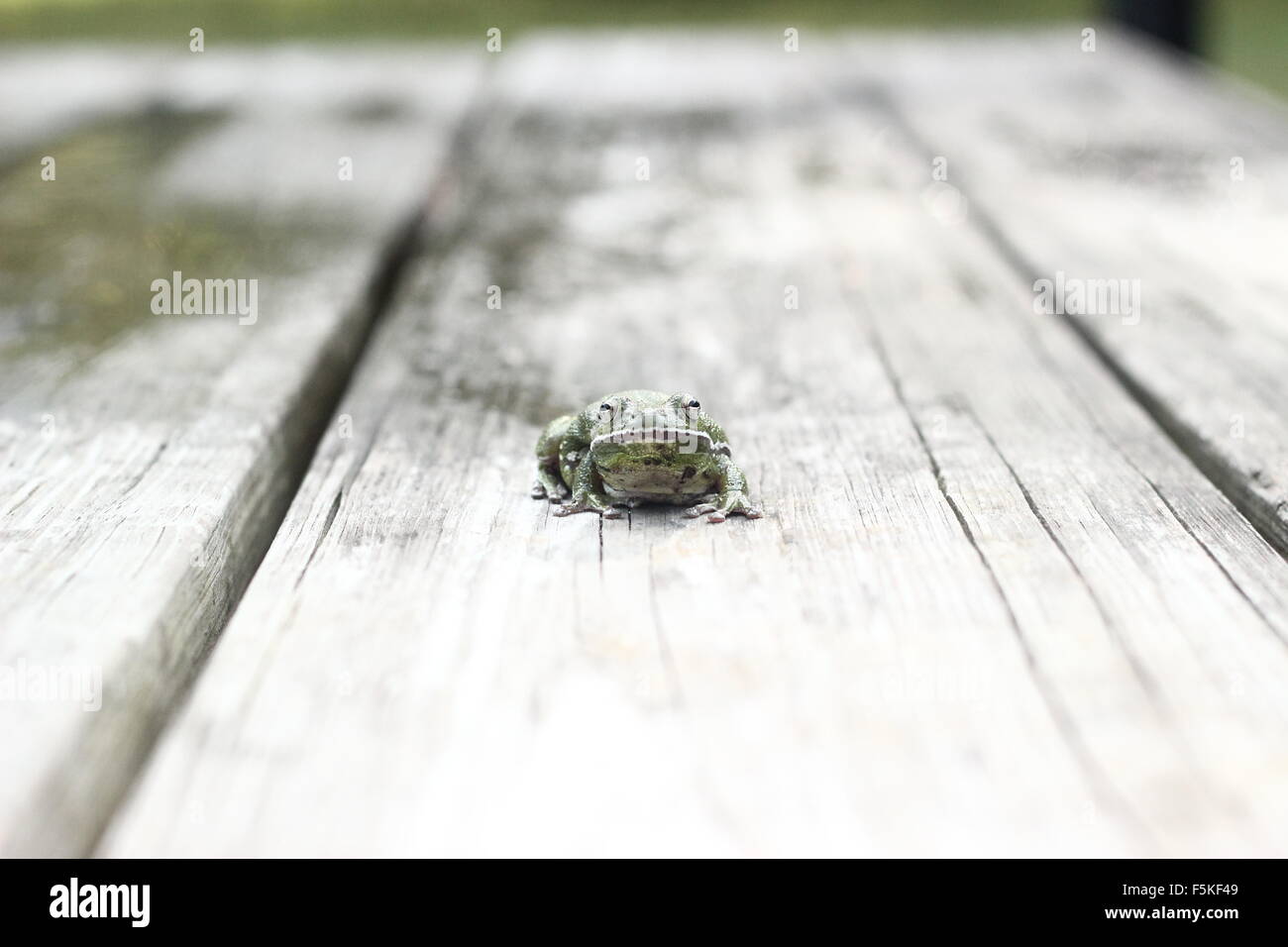 Florida tree frog hi-res stock photography and images - Alamy