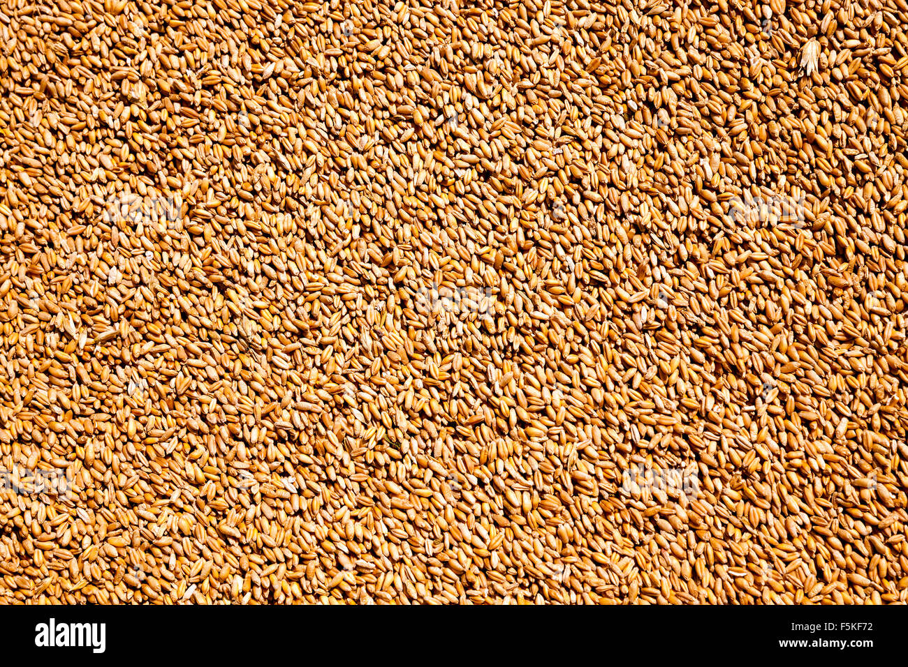 heap of wheat grains Stock Photo - Alamy