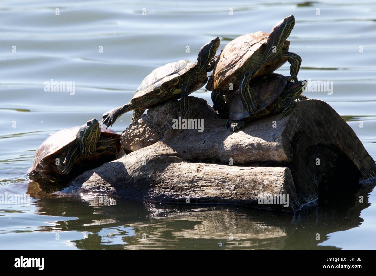 Turtles on a log hi-res stock photography and images - Alamy