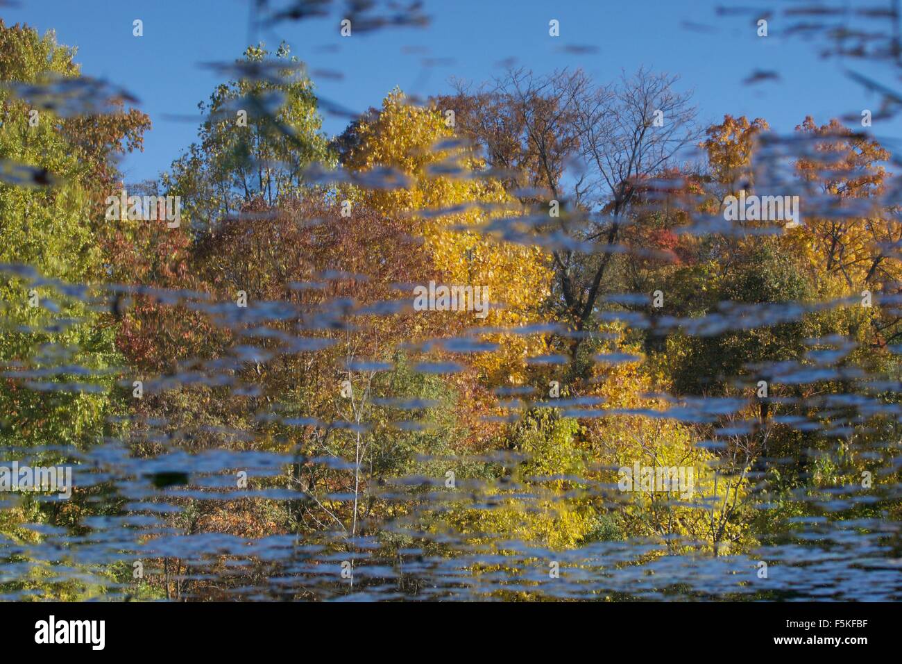 colorful fall trees reflecting on water in Prospect Park Brooklyn Stock ...