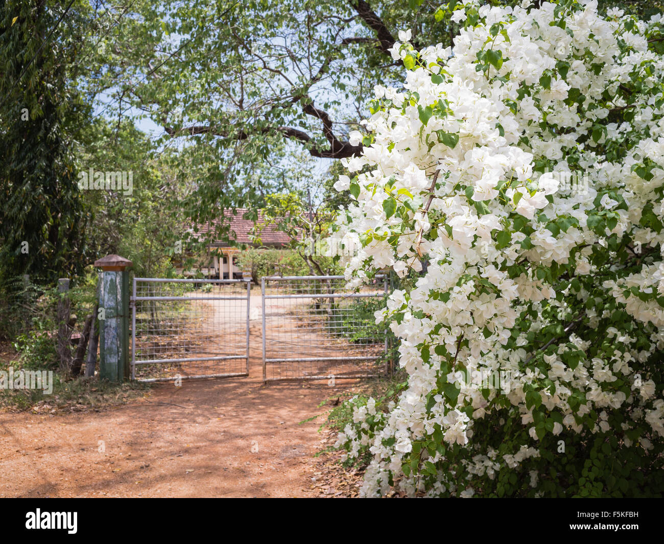 Yard flowers hi-res stock photography and images - Alamy