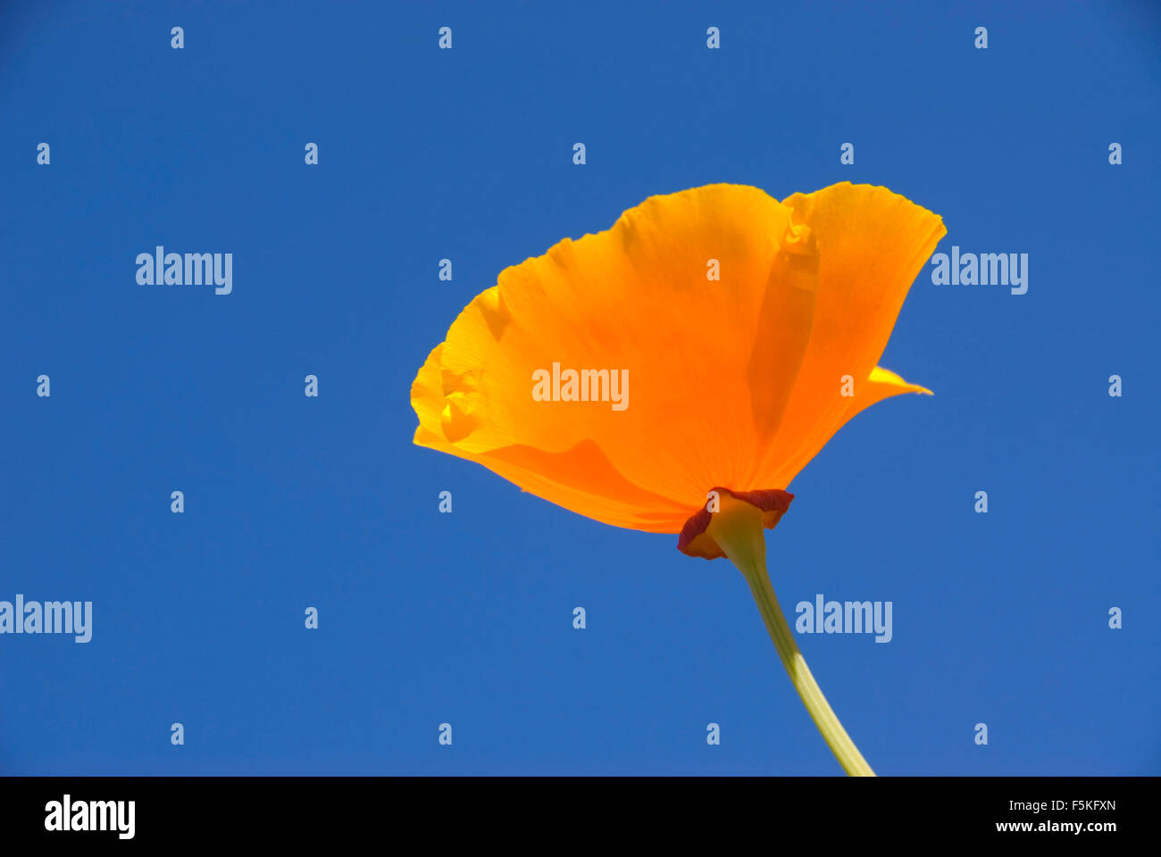 Poppy, Marion County, Oregon Stock Photo - Alamy