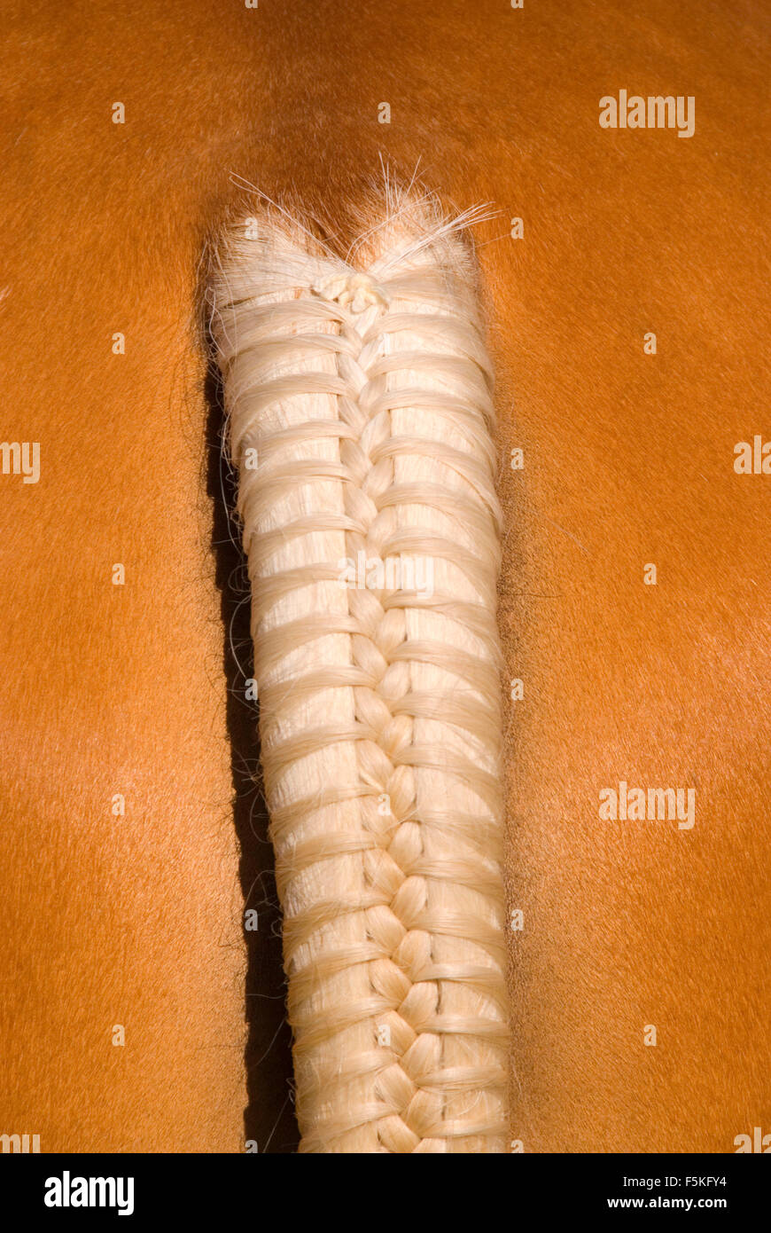 Plaiting horse tail hi-res stock photography and images - Alamy
