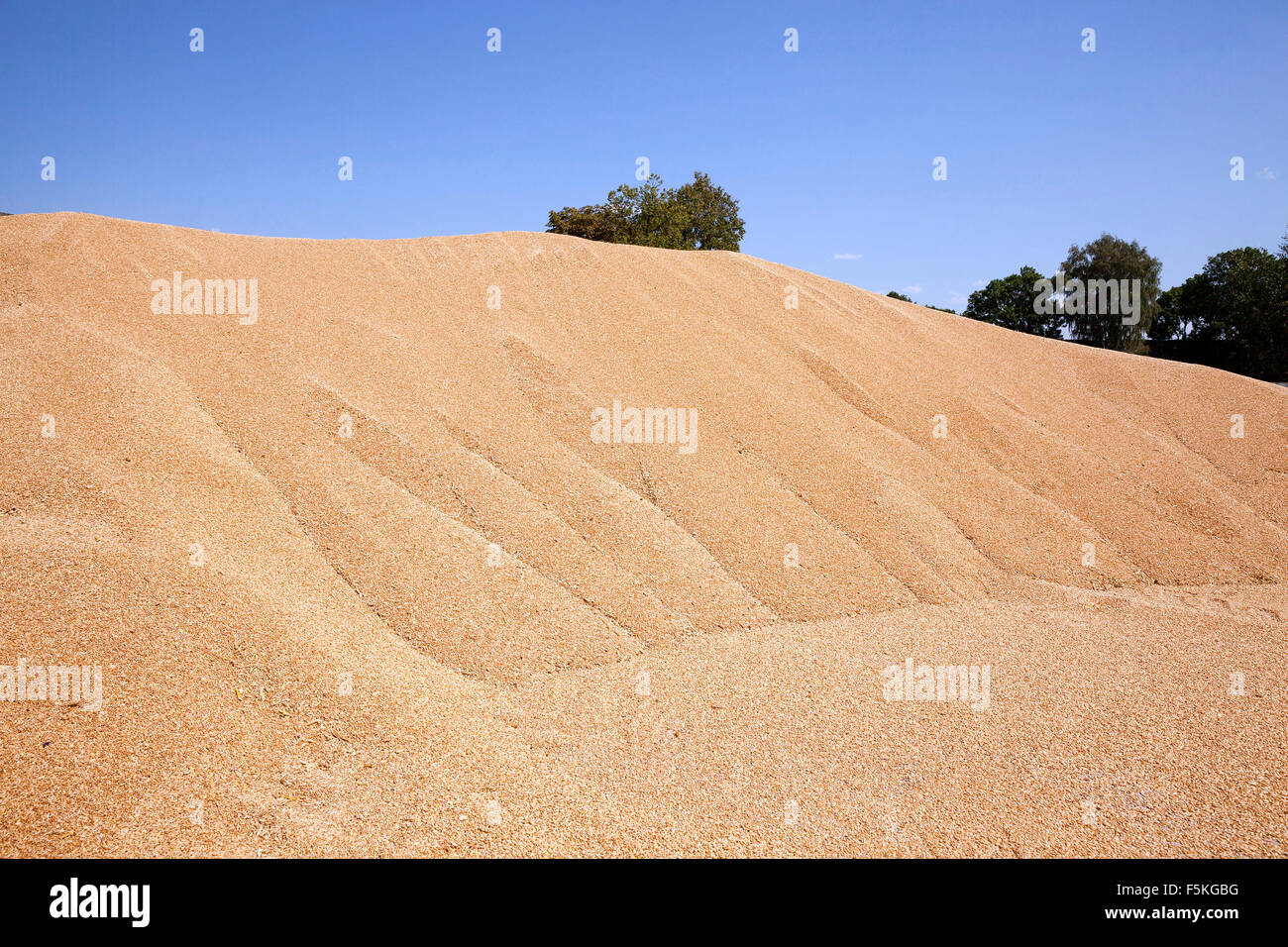 grain wheat . heap Stock Photo - Alamy