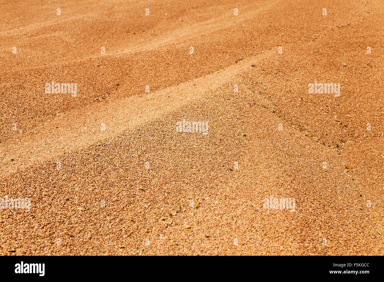 heap of wheat grains Stock Photo - Alamy