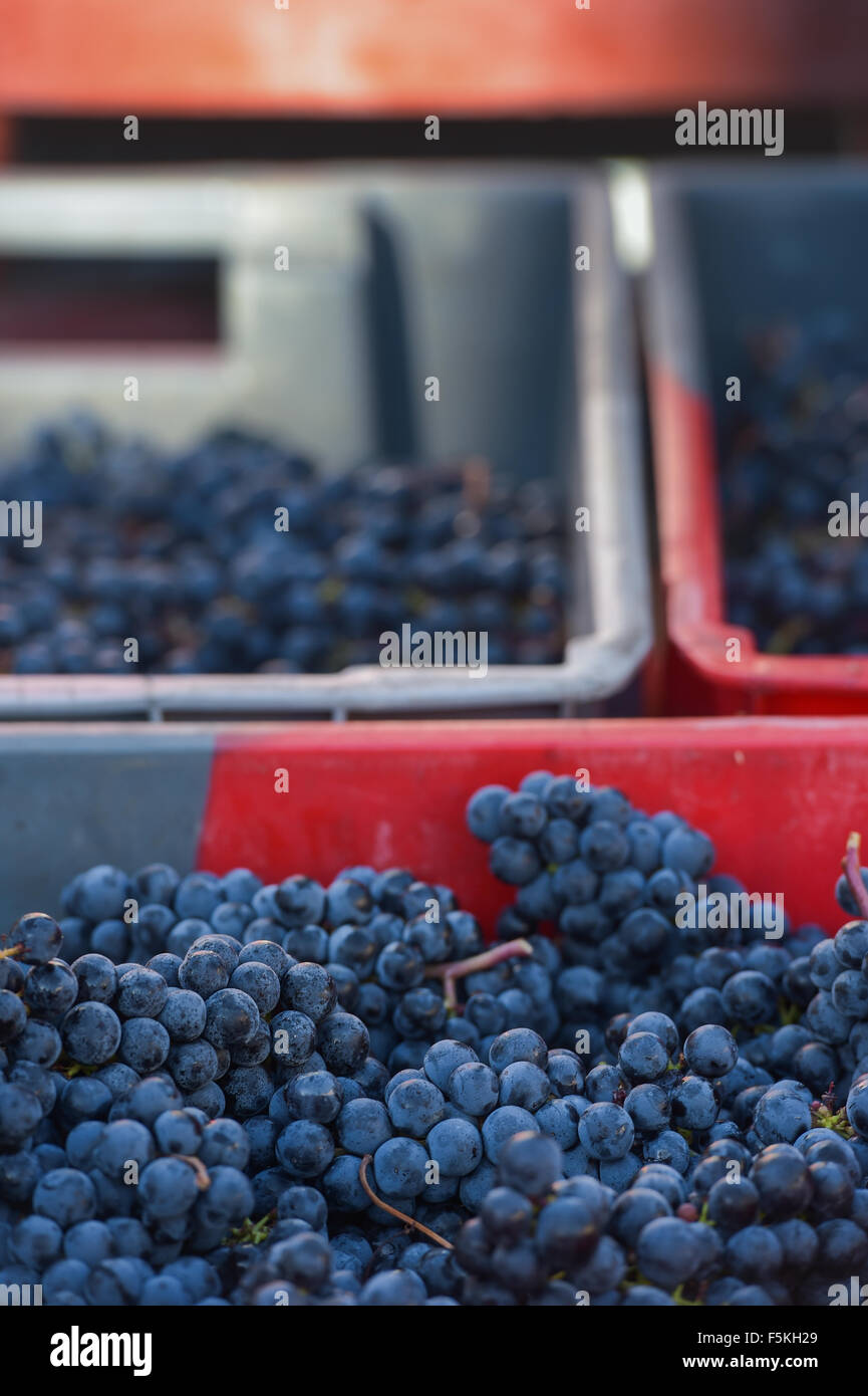 Crates of grapes stacked in vineyard-Bordeaux Vineyard Stock Photo - Alamy