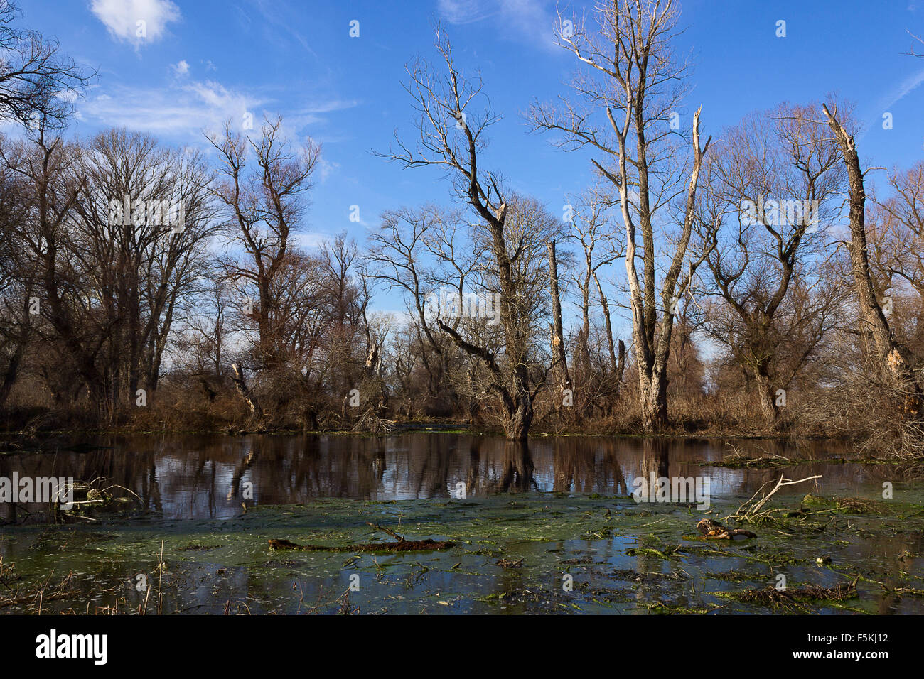 Swamp ecosystem hi-res stock photography and images - Alamy