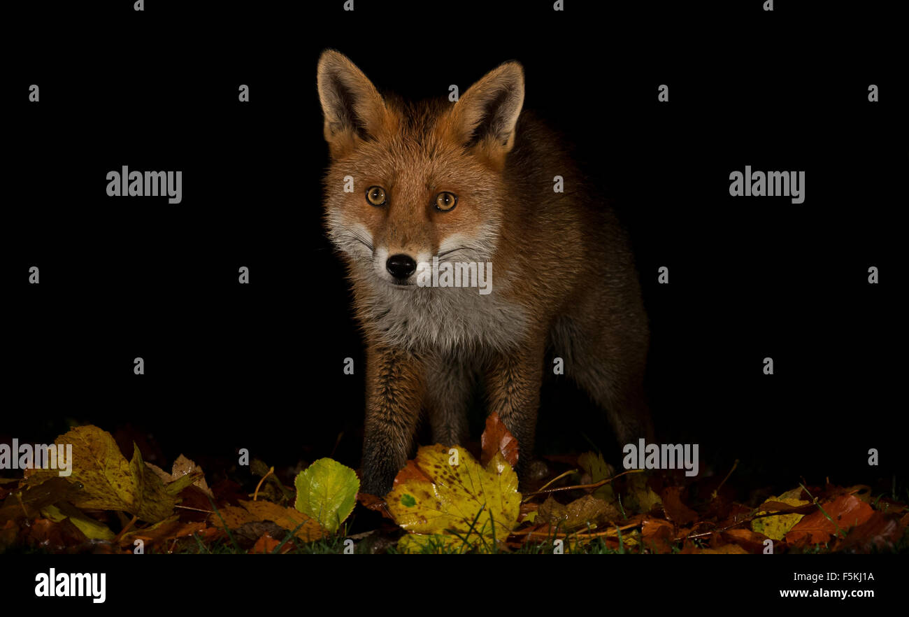 Red fox at night hi-res stock photography and images - Alamy