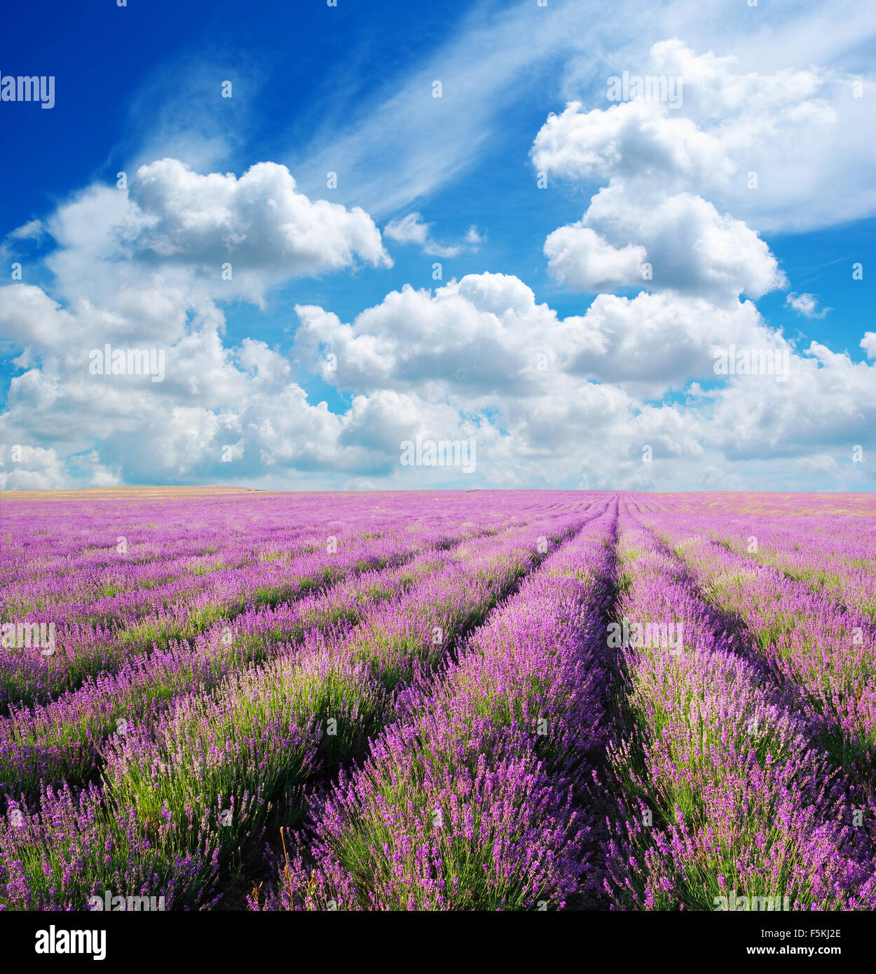 Blue mountain lavender farm hi-res stock photography and images - Alamy