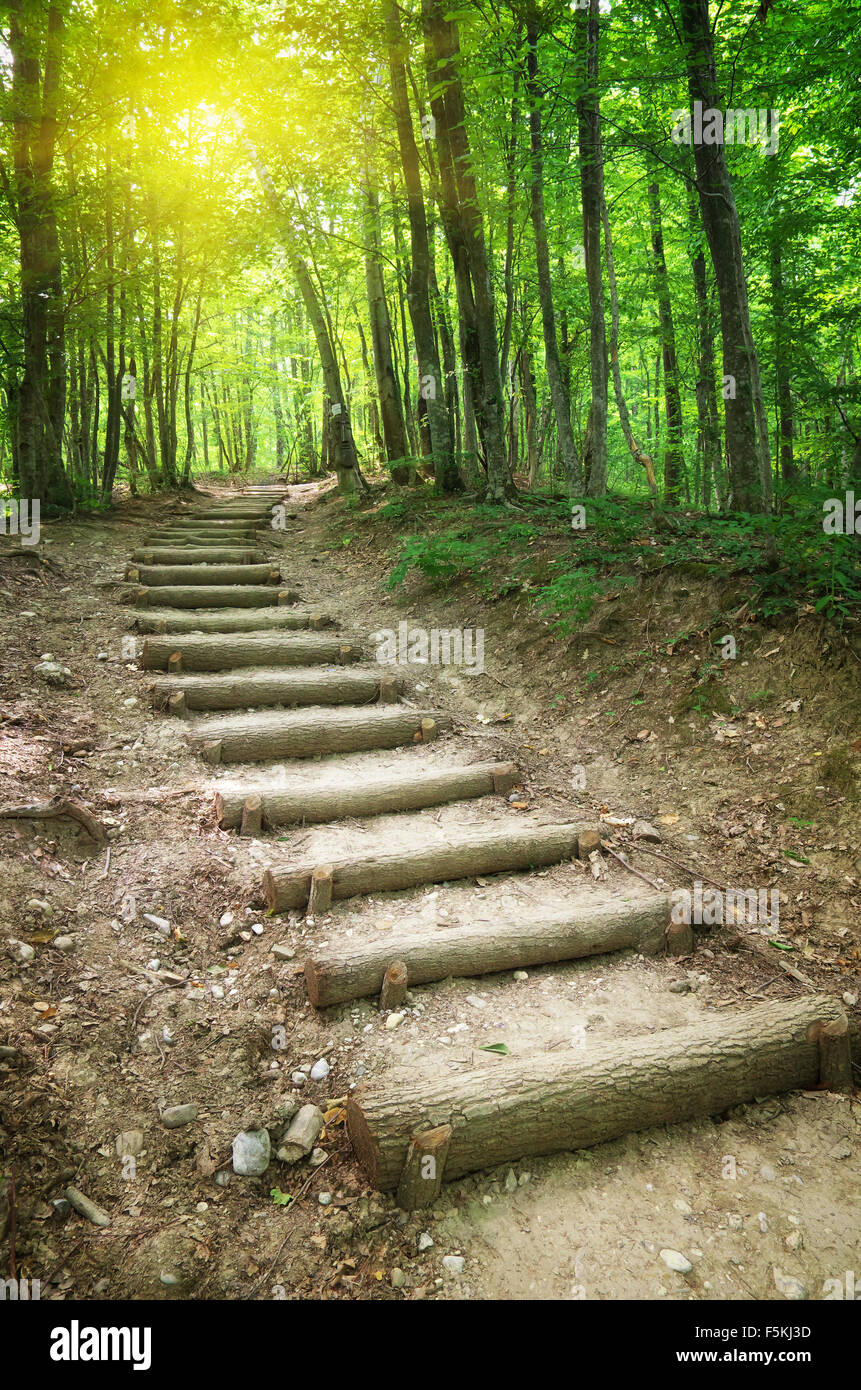 Way in forest. Nature composition Stock Photo - Alamy
