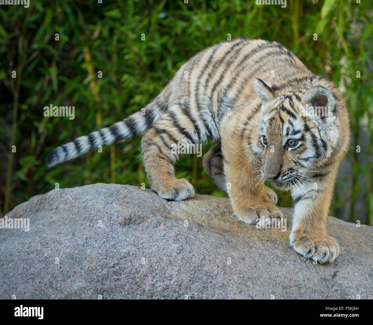 Sydower Fliess, Germany. 4th Nov, 2015. Tiger cub Diego explores his ...
