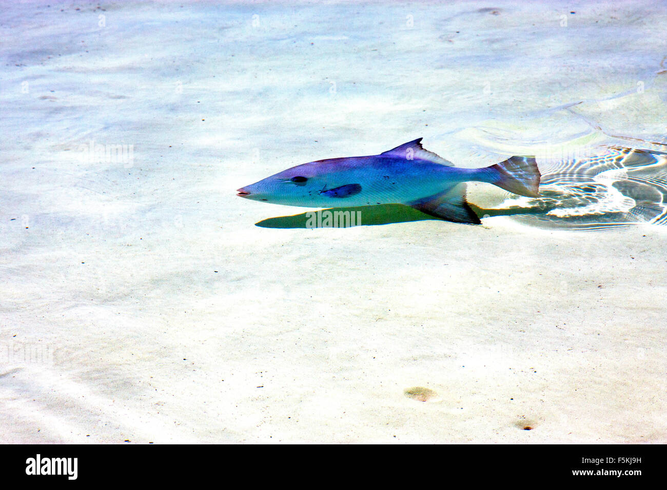 little fish isla contoy in mexico froath and foam the sea drop sunny ...