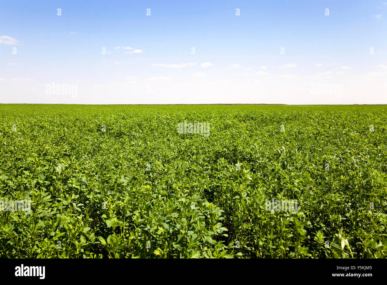 Agricultural field. grass Stock Photo - Alamy