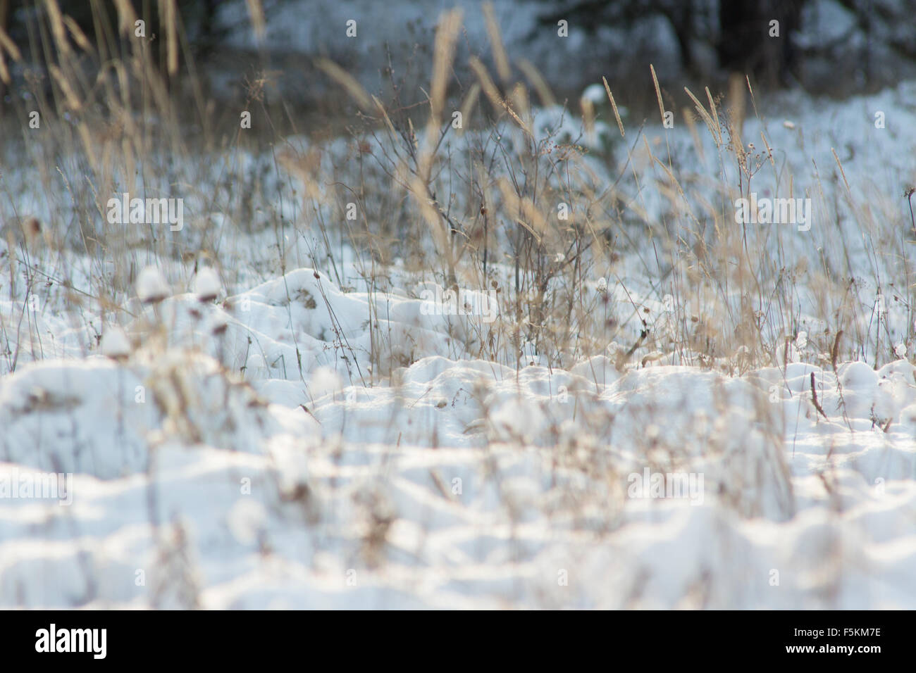 Winter scene. Winter landscape with snow in morning light Stock Photo ...