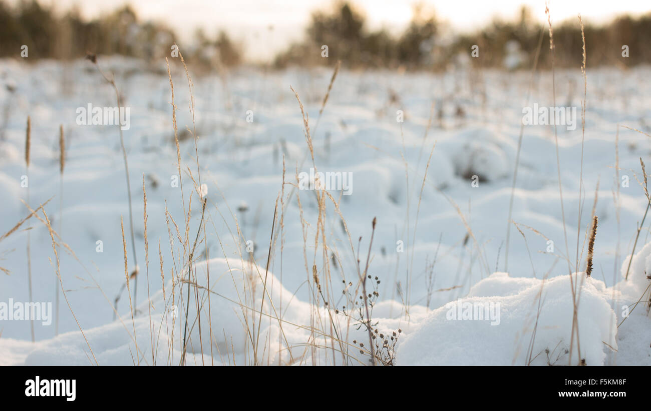 Winter scene. Winter landscape with snow in morning light Stock Photo ...