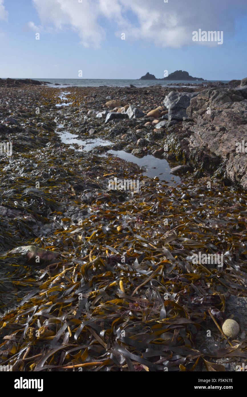 seaweed rock pools Stock Photo - Alamy