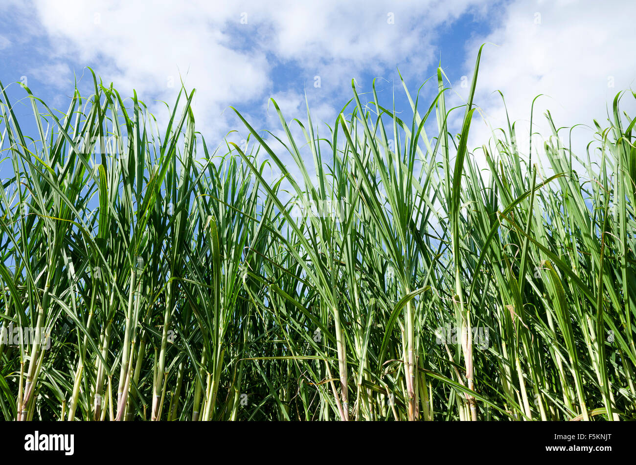 Sugarcane Field
