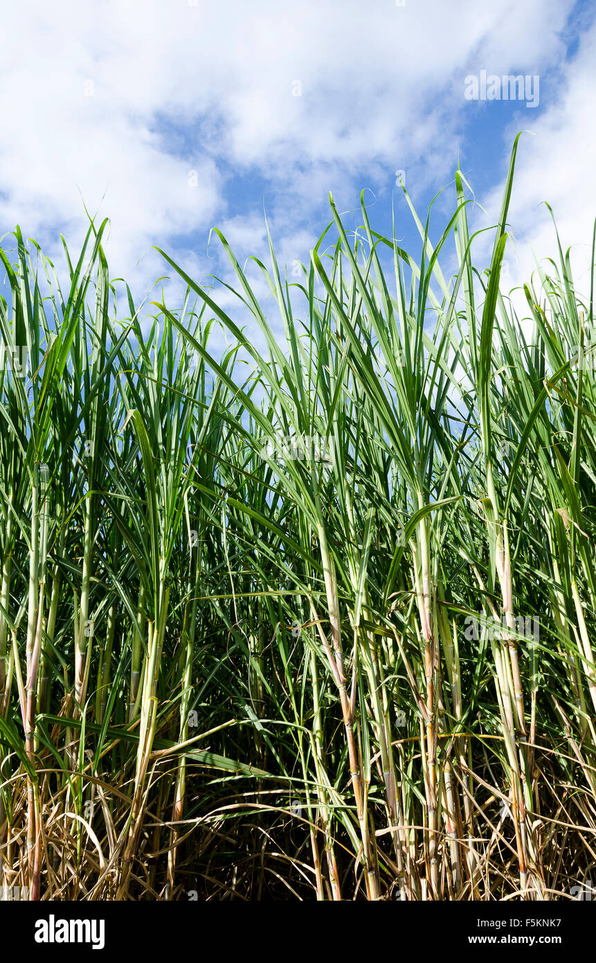 Sugar cane fields, Murwillumba, northern New South Wales, Australia ...
