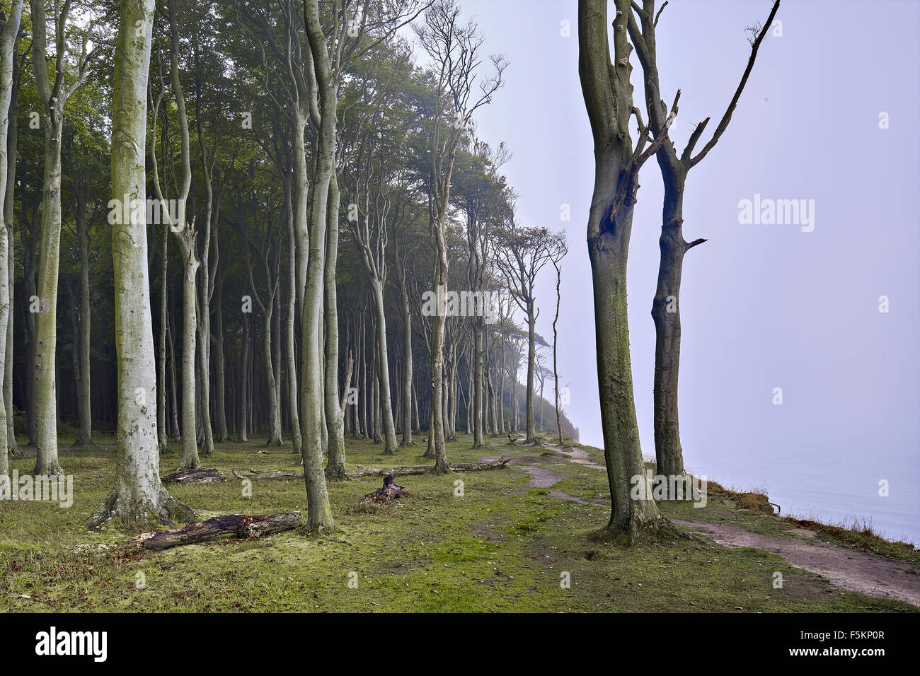 Ghost Forest Nienhagen, Mecklenburg-Vorpommern, Germany Stock Photo - Alamy