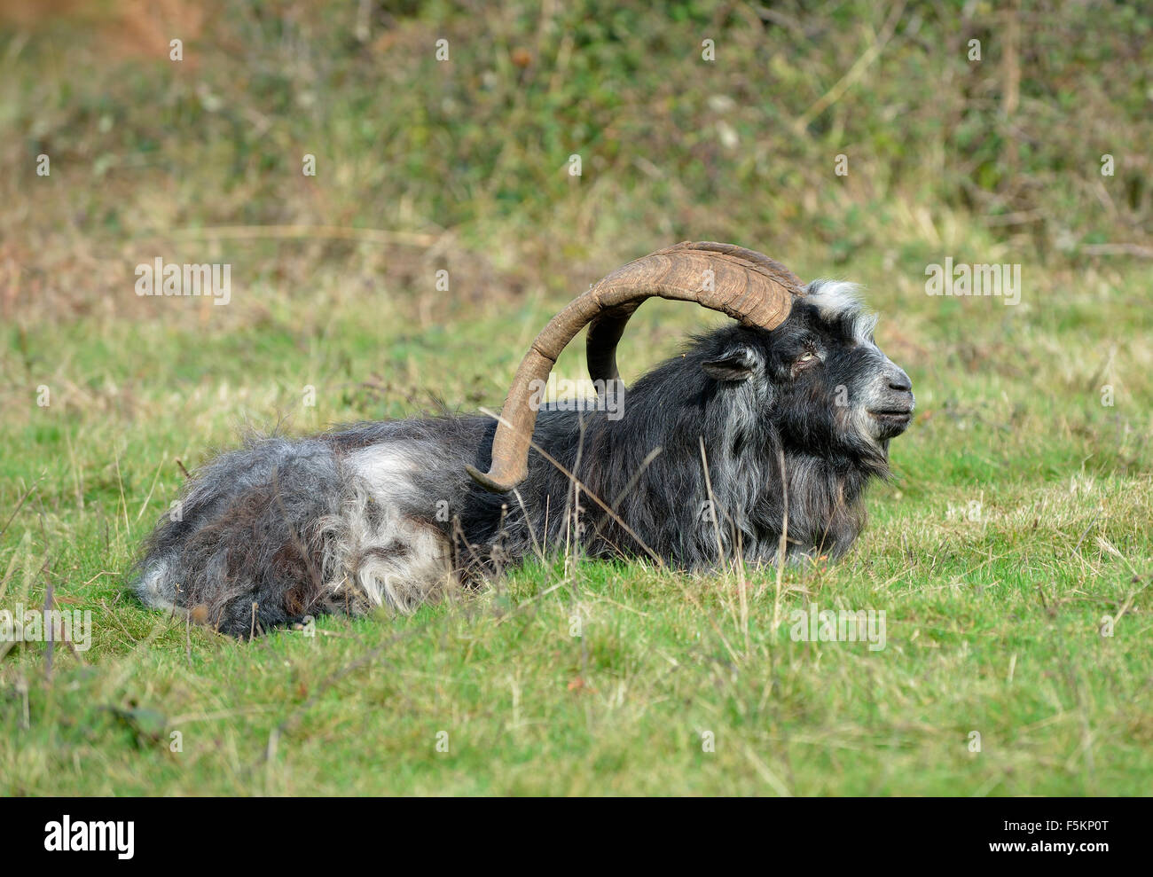 Wild Feral Goat, Cheddar Gorge, Somerset Stock Photo - Alamy