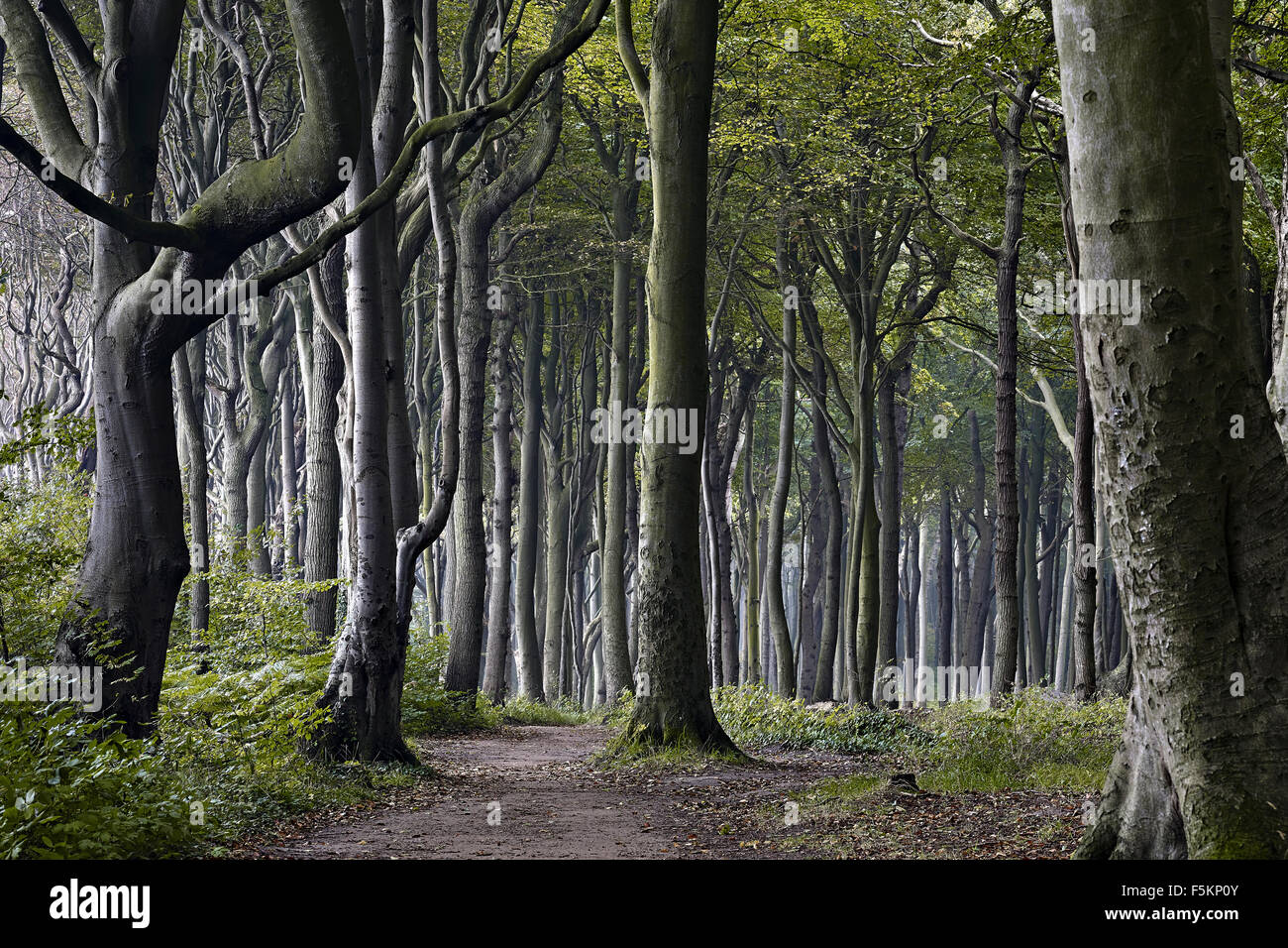 Ghost Forest Nienhagen, Mecklenburg-Vorpommern, Germany Stock Photo - Alamy