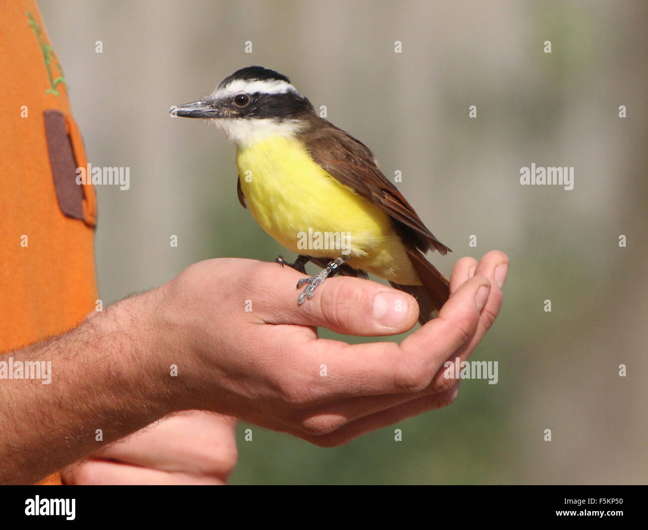 Zoo keeper with a hand-held South American Great Kiskadee (Pitangus ...
