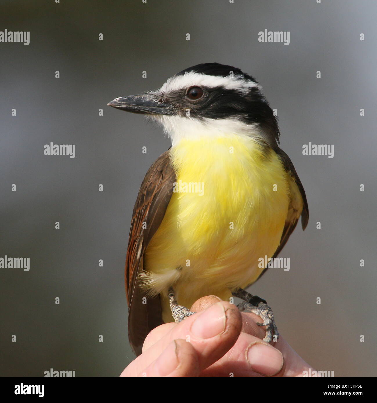 Pitogue hi-res stock photography and images - Alamy