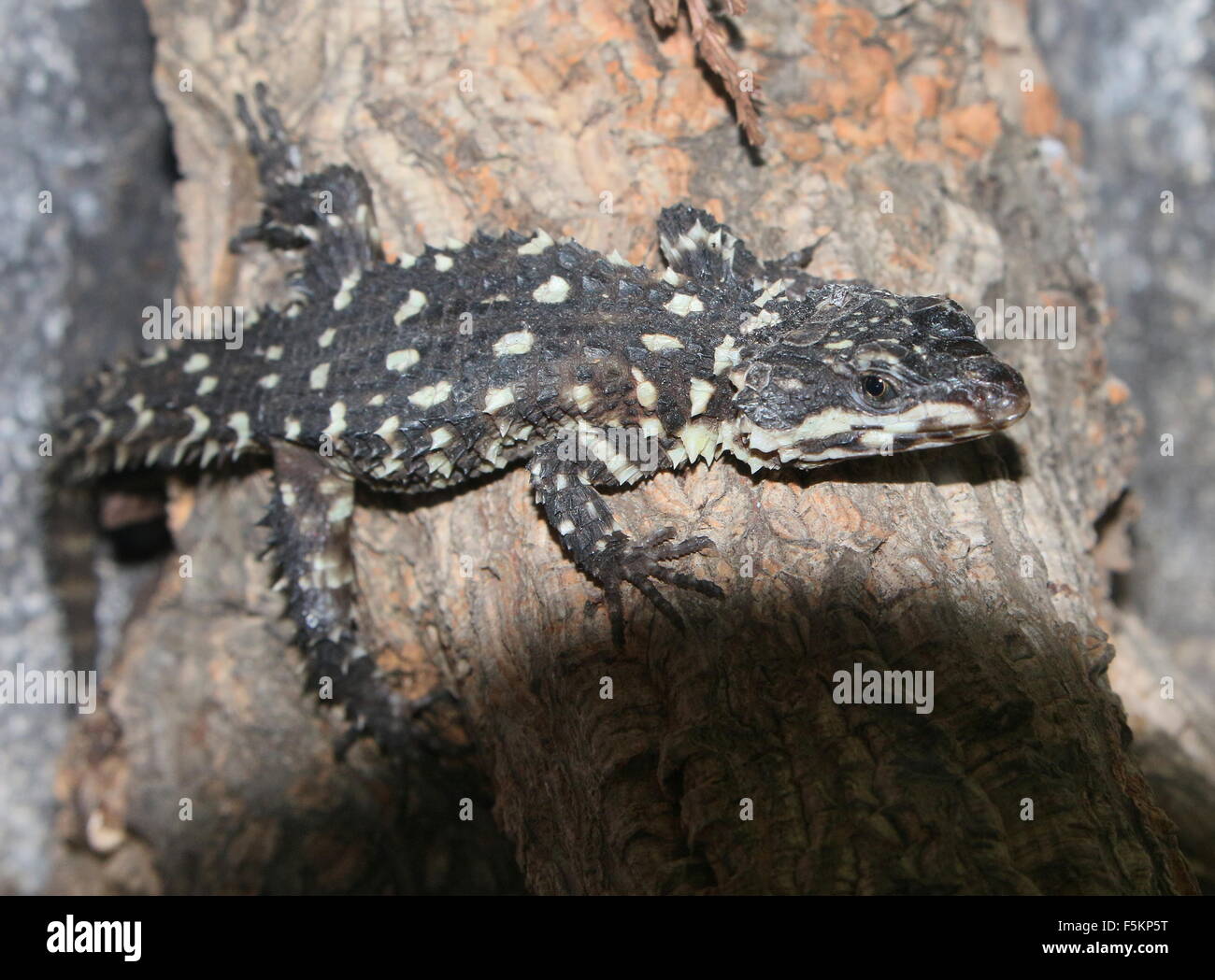 South African Zoutpansberg girdled lizard (Smaug warreni depressus), a ...