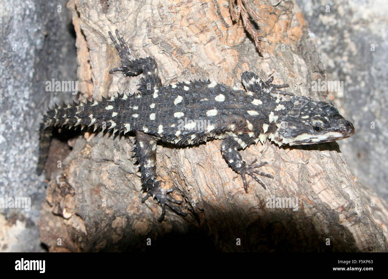 South African Zoutpansberg girdled lizard (Smaug warreni depressus), a ...