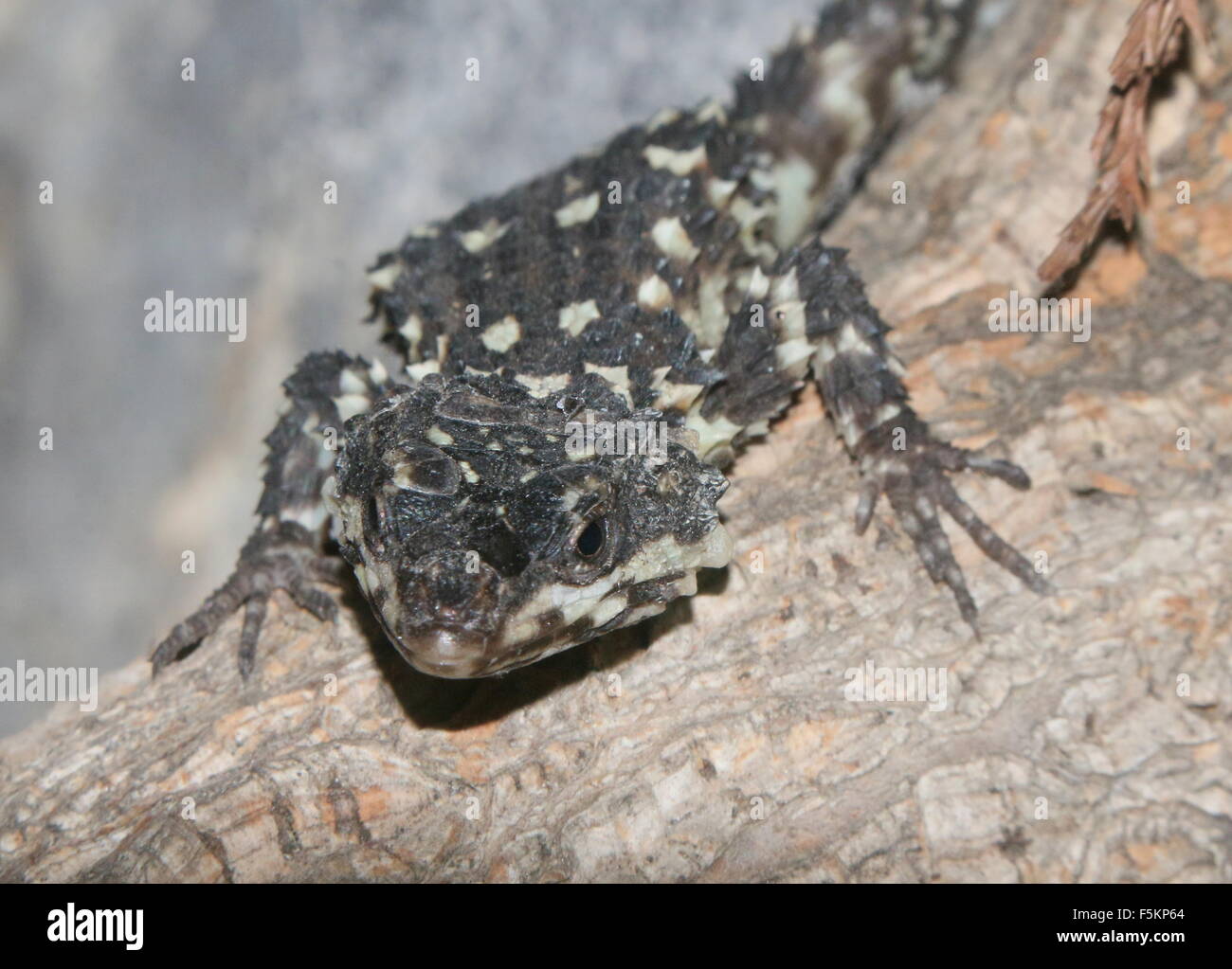 South African Zoutpansberg girdled lizard (Smaug warreni depressus ...