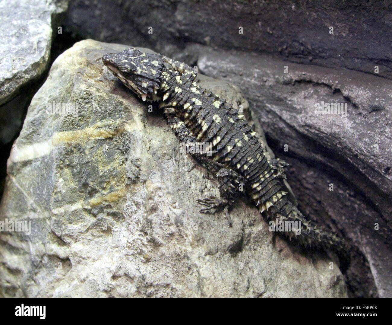 South African Zoutpansberg girdled lizard (Smaug warreni depressus ...