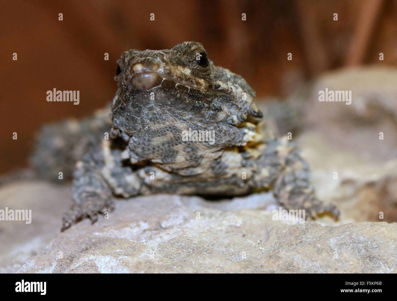 South African Zoutpansberg girdled lizard (Smaug warreni depressus), a ...