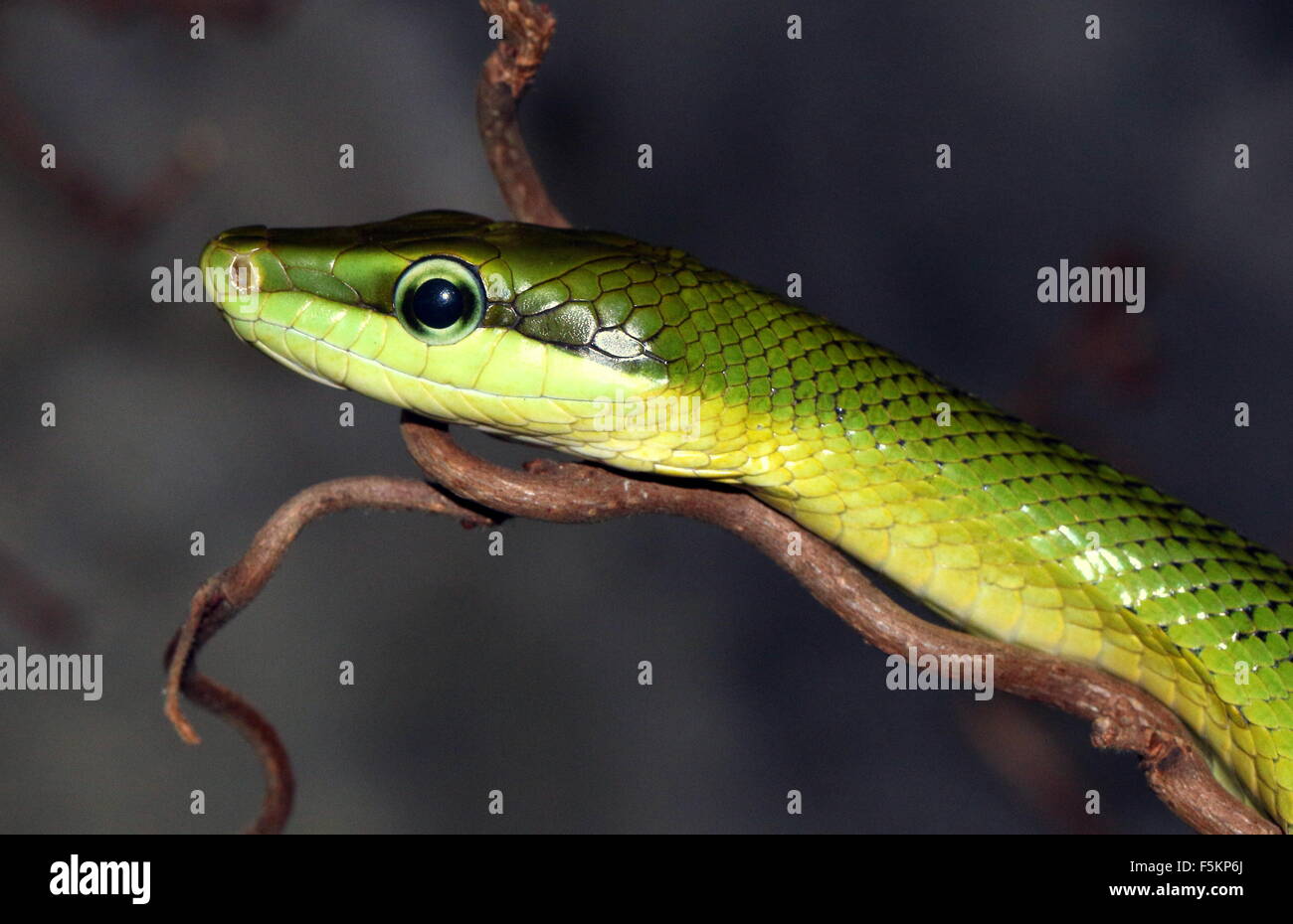 Green tree racer High Resolution Stock Photography and Images - Alamy