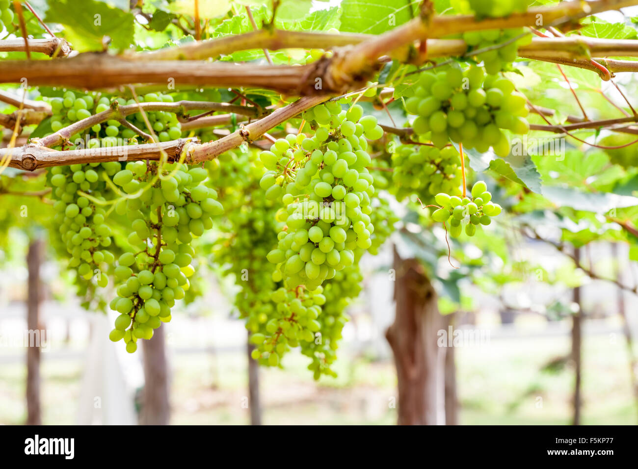 Images Of Grapes Trees