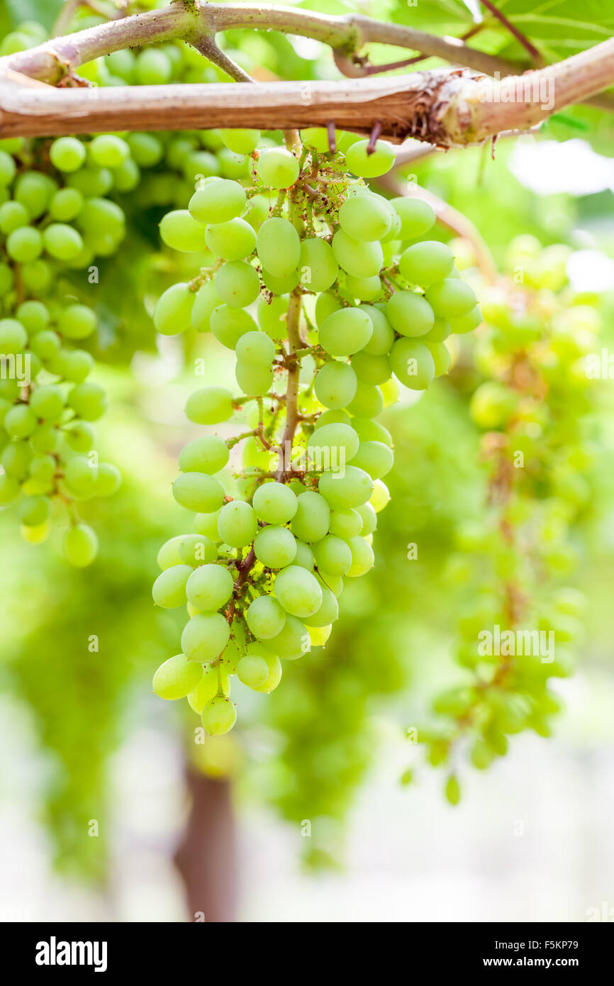 in the yard there is a grape tree Stock Photo - Alamy