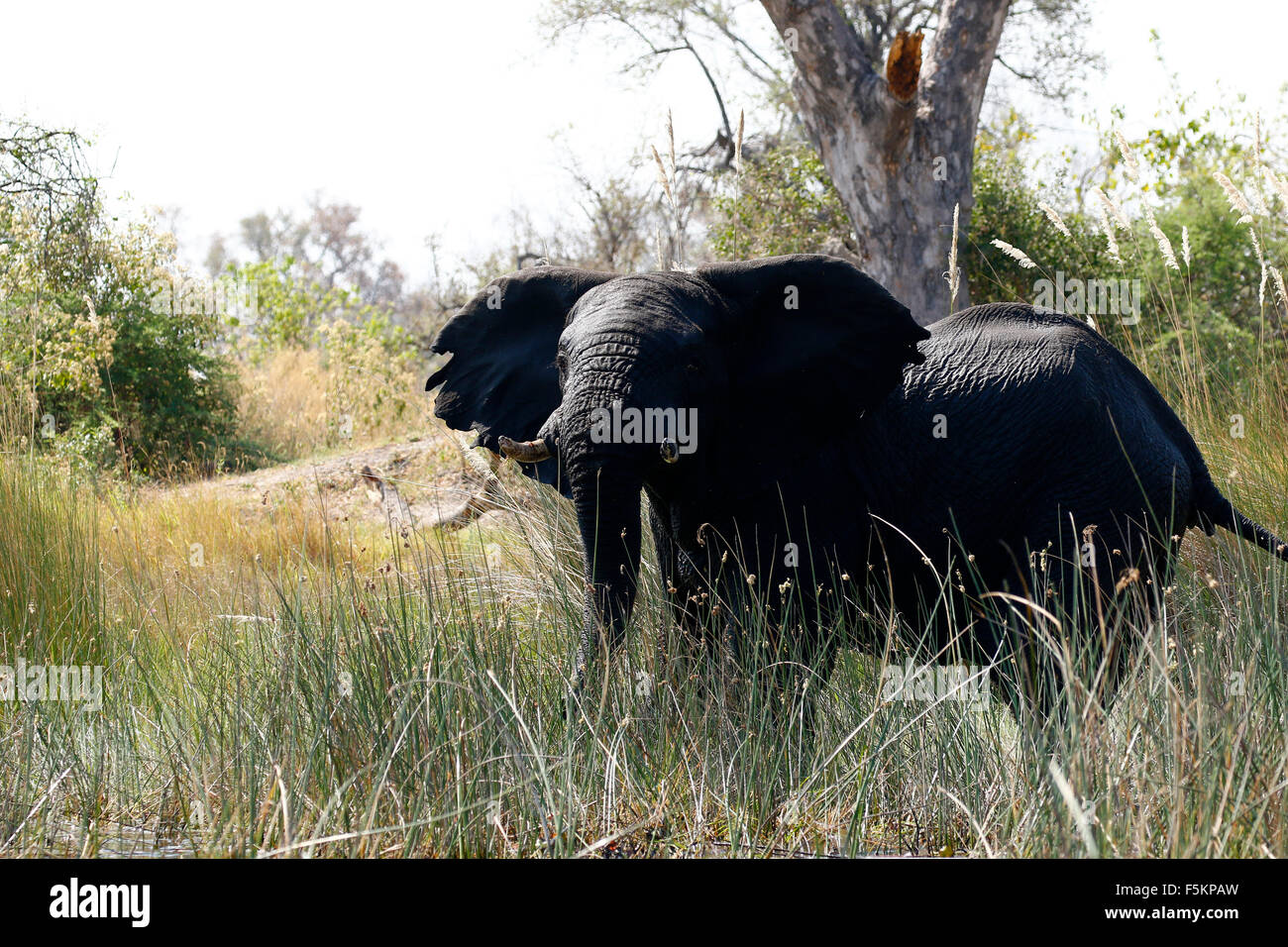 African elephants are the largest living terrestrial animals in the ...