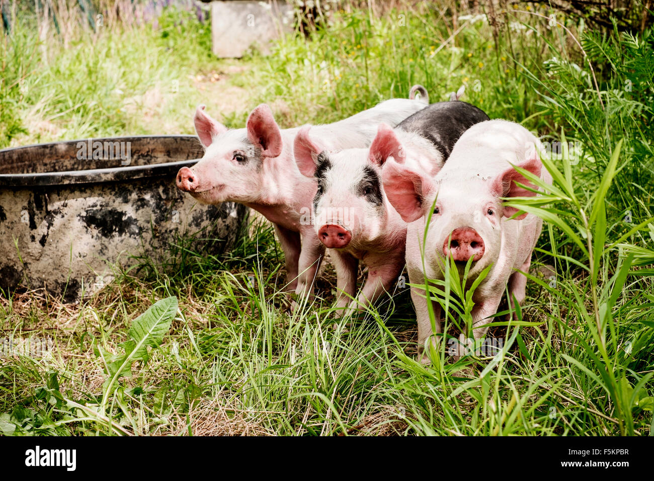 3 piglets hi-res stock photography and images - Alamy