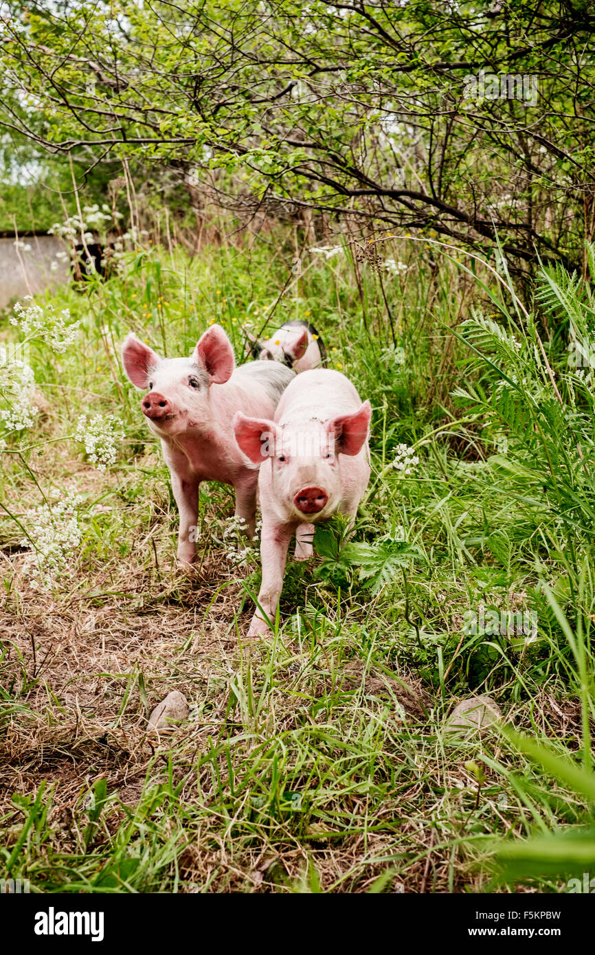 Sweden, Uppland, Ekero, Three piglets in grass Stock Photo - Alamy