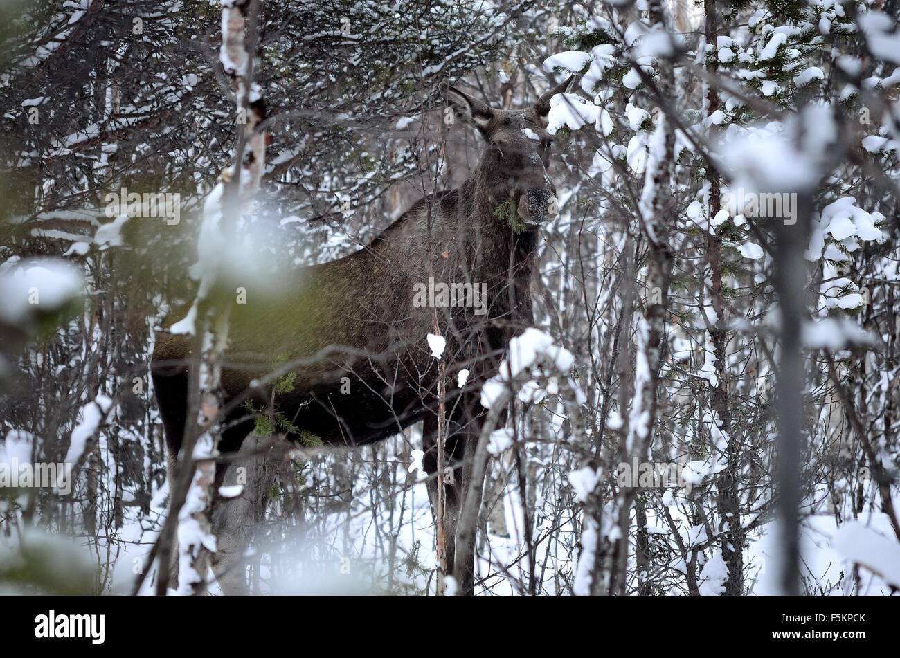 Cool moose hi-res stock photography and images - Alamy