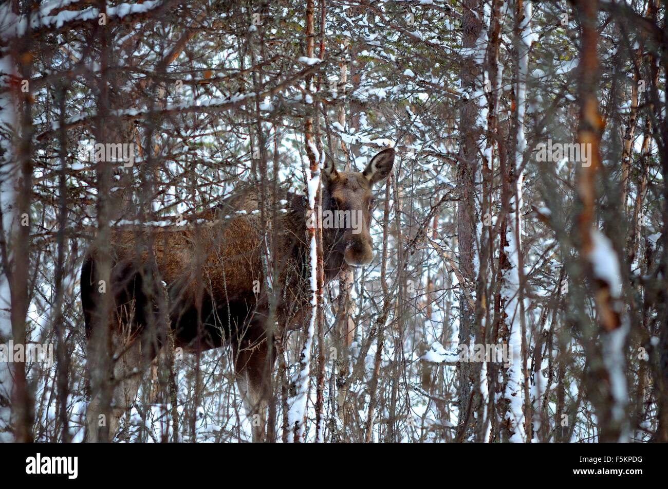 Moose eating branch hi-res stock photography and images - Alamy