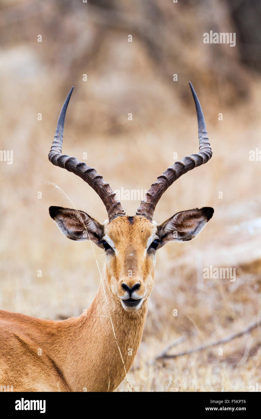 Impala horn hi-res stock photography and images - Alamy