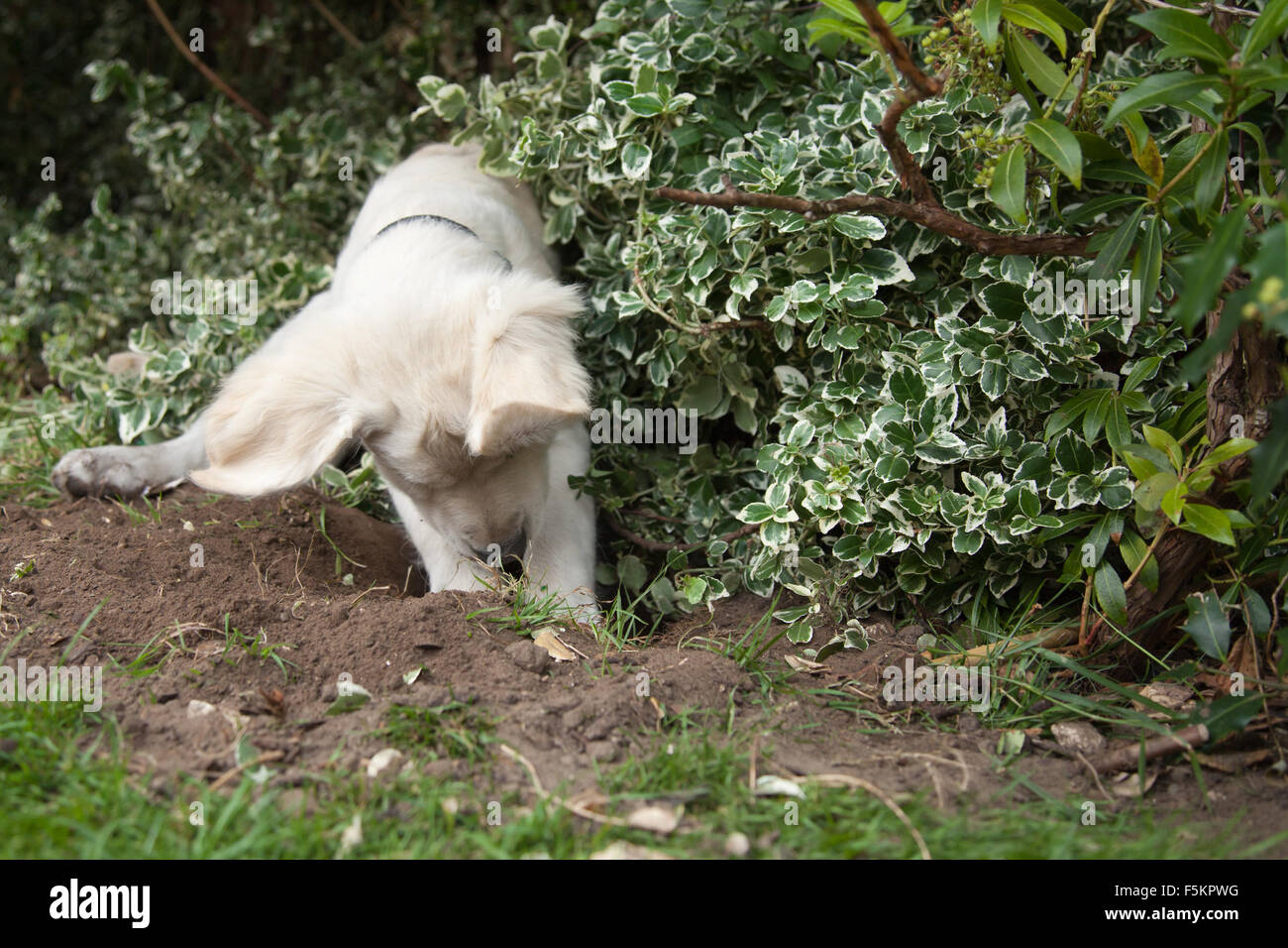 Golden retriever digging hi-res stock photography and images - Alamy