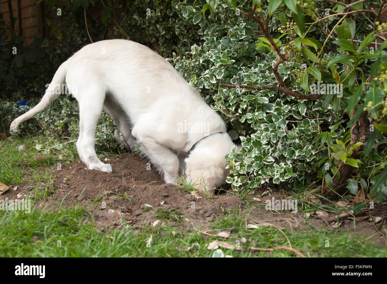 Golden retriever digging hi-res stock photography and images - Alamy