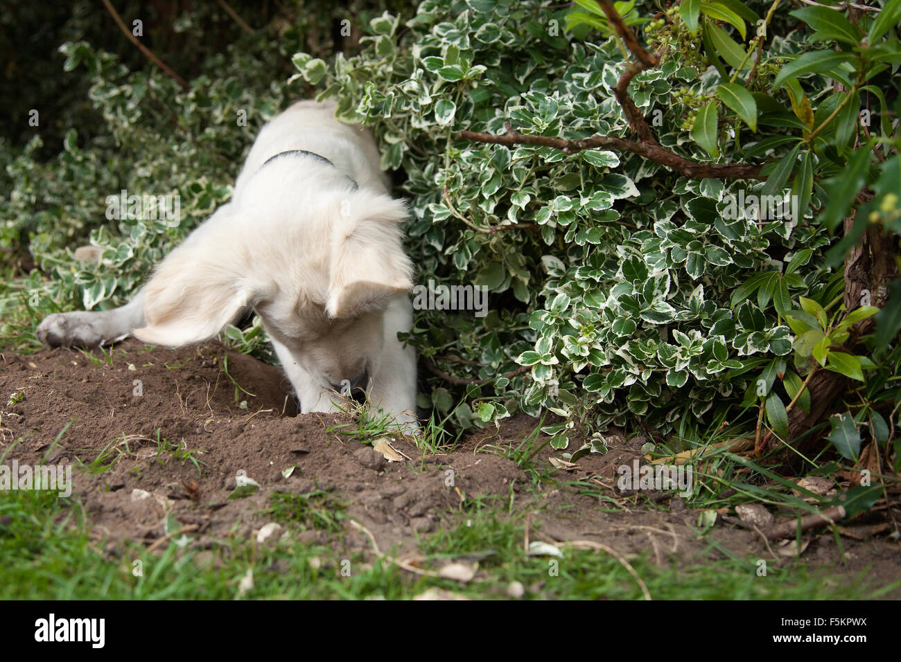 Playing dig digging hole hi-res stock photography and images - Alamy