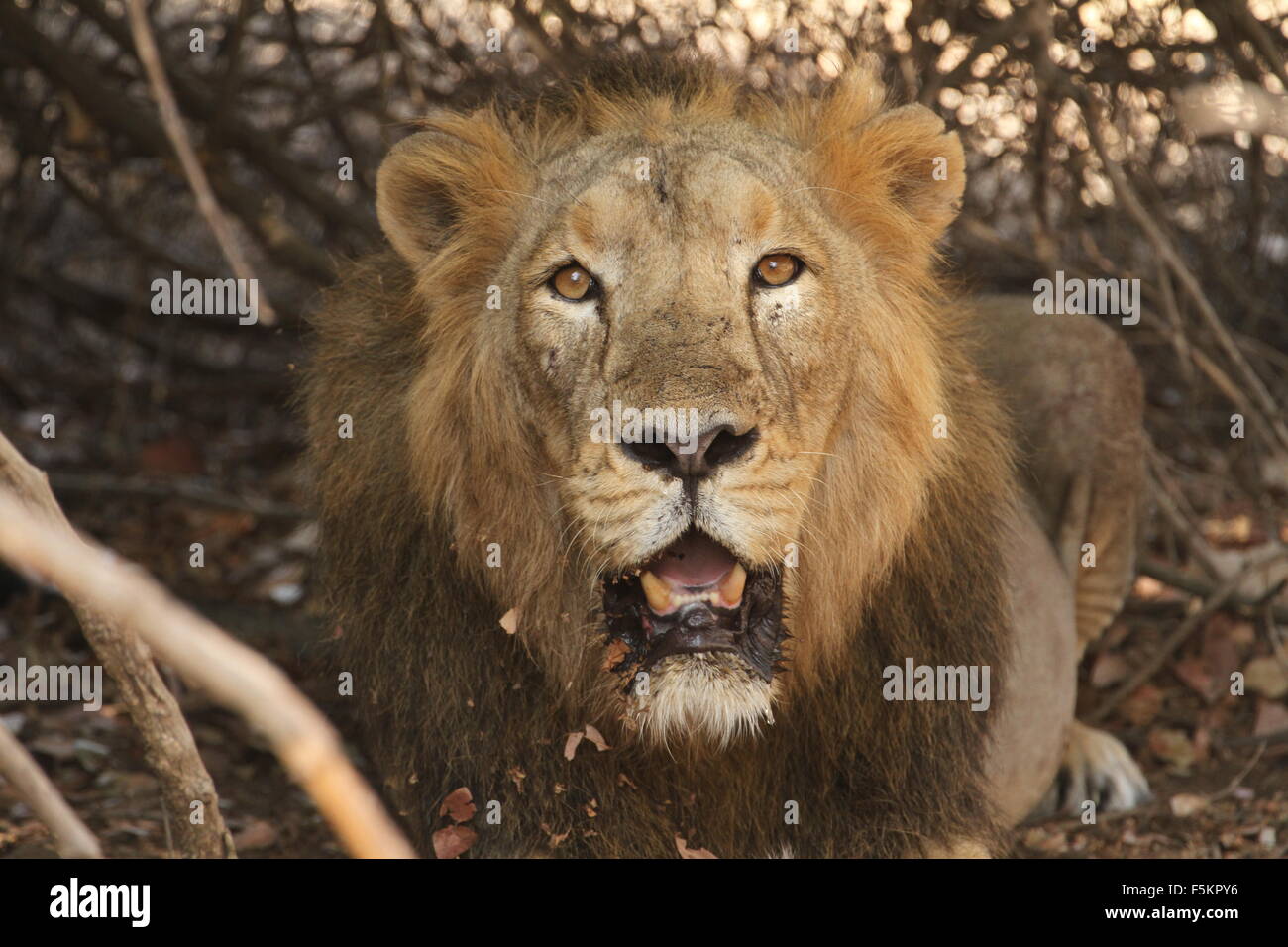 Asiatic lion cooling down after a hot day Stock Photo - Alamy
