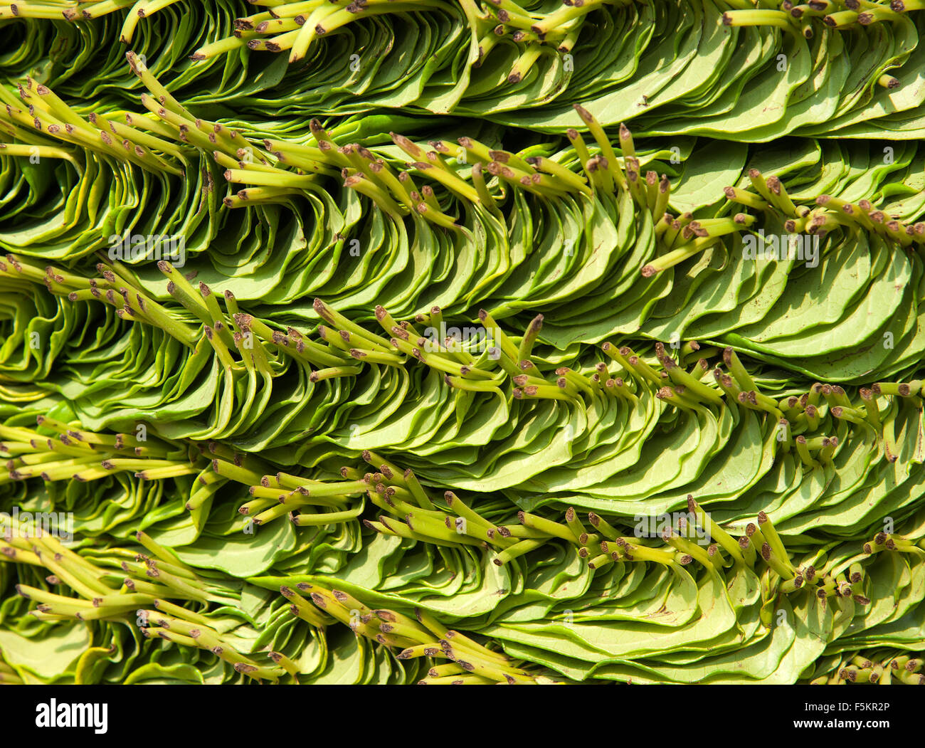 Dadar mumbai hi-res stock photography and images - Alamy