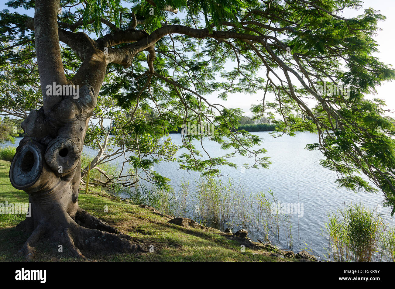 Tree beside Tweed River, Tumbulgum, Northern New South Wales, Australia ...