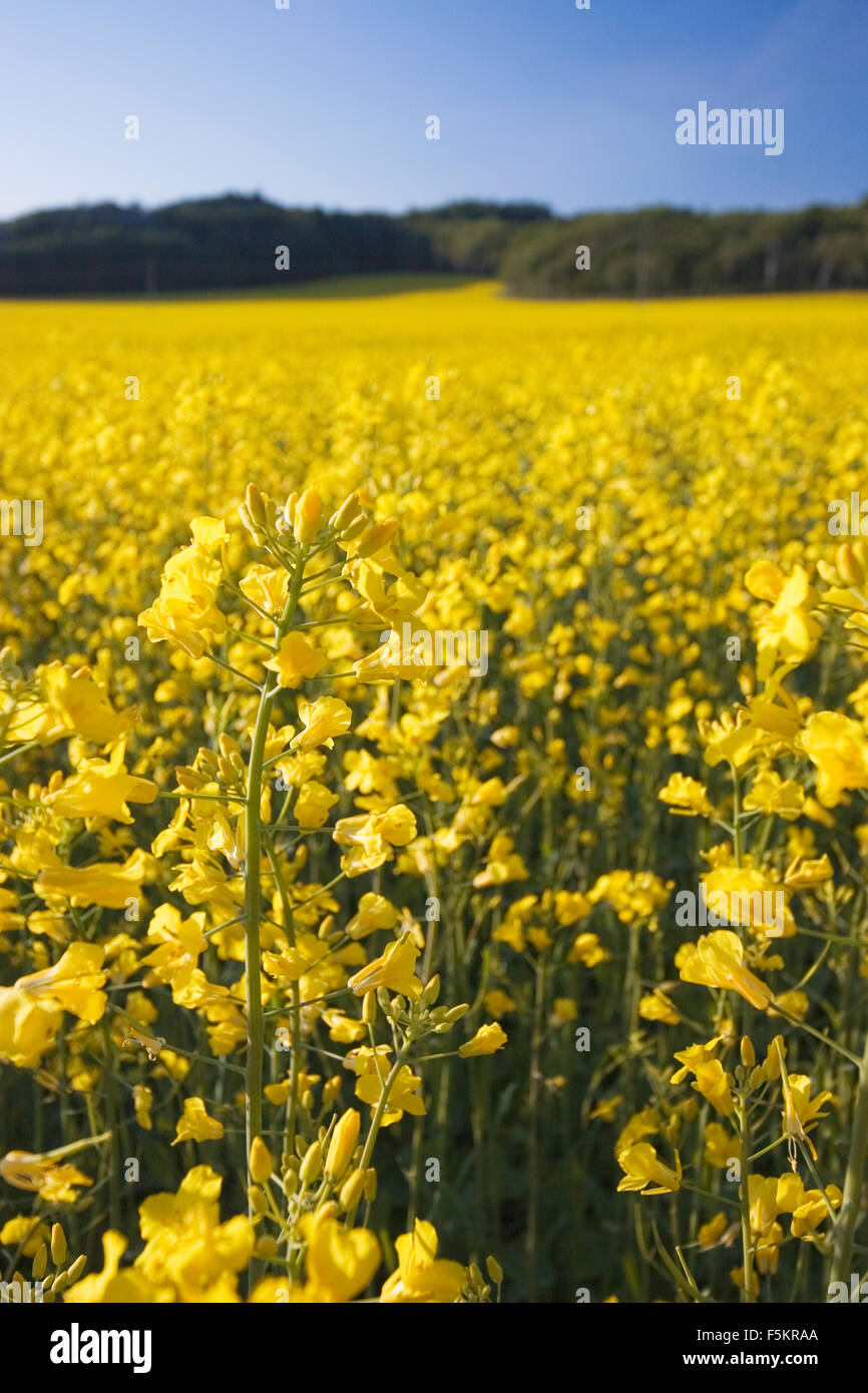 Archipelago flowers hi-res stock photography and images - Alamy